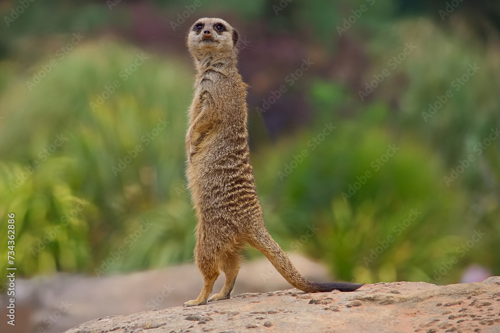 Adult meerkat alert and on guard takes the high ground looking out for ...
