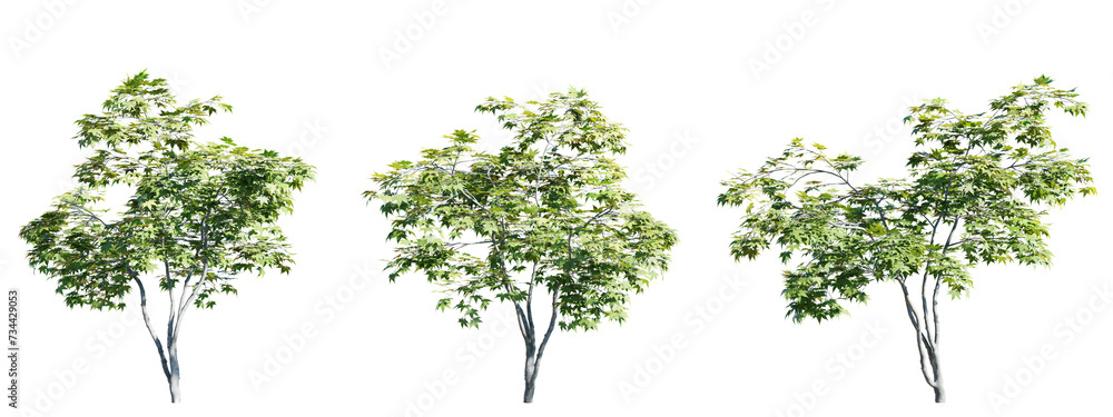Acer palmatum tree on transparent background.3d rendering PNG Stock ...