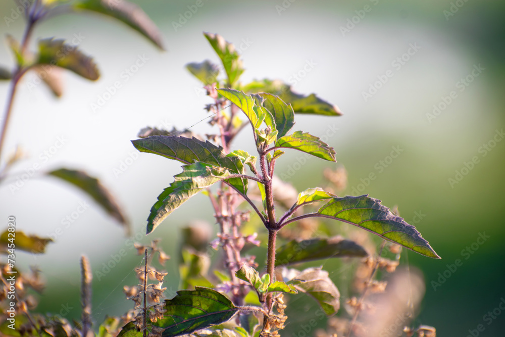 Tulsi Or The Holy Basil Flower Leaves Holy Basil Sacred Basil