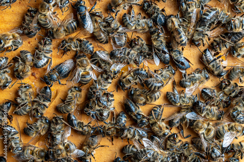 Many dead bees in the hive, closeup, top view. Colony collapse disorder ...