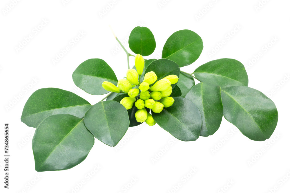 Orange Jasmine or Murraya Paniculata (white flowers) with isolated on ...