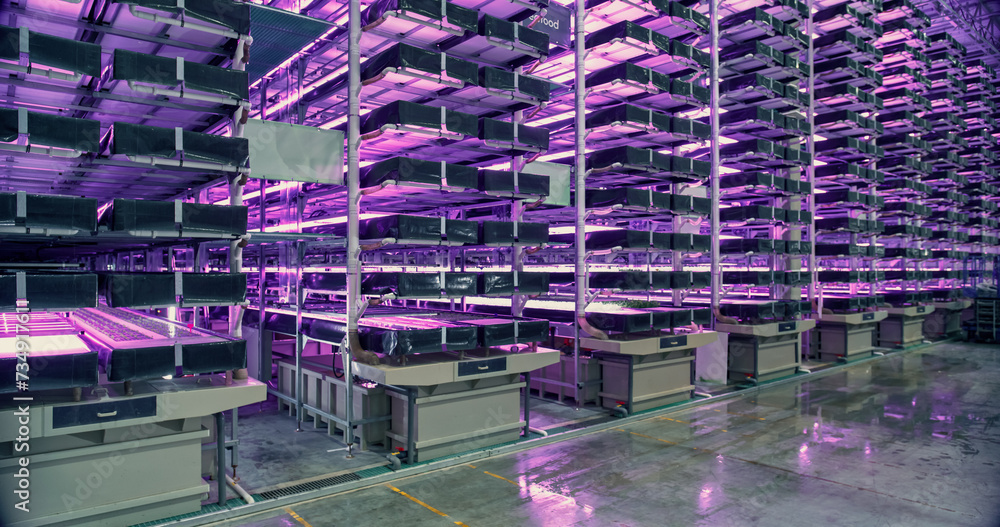 Vertical Farming Under UV Light. Racks with Vertically Stacked Layers ...