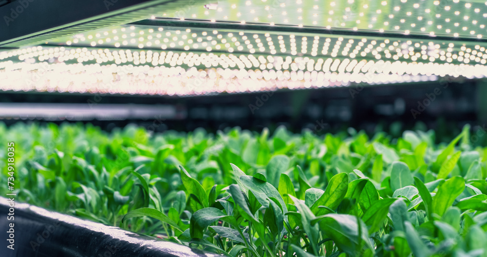 Vertical Farming Concept. Rack with Vertically Stacked Layers of Green ...