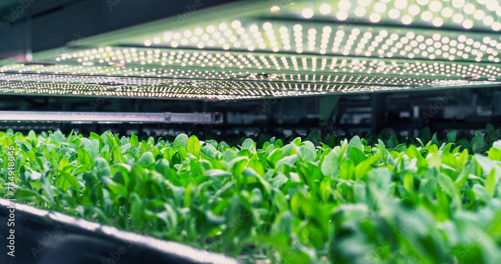 Vertical Farming Concept. Rack with Vertically Stacked Layers of Green ...