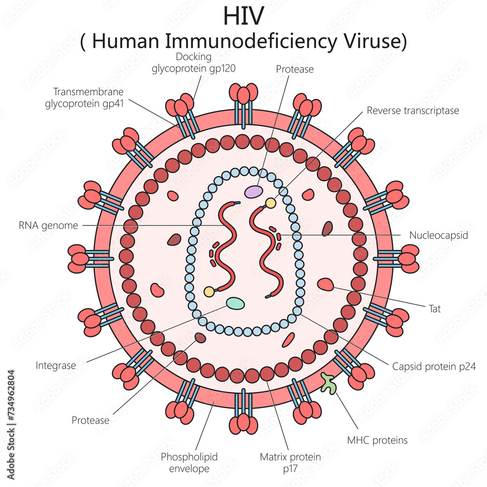 Ilustración de Stock Human HIV virus structure vertebral column diagram ...