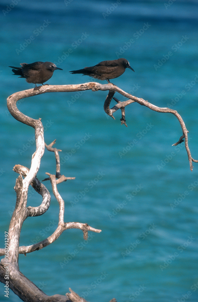 Noddi marianne,.Anous tenuirostris, Lesser Noddy, Ile Bird; Seychelles ...