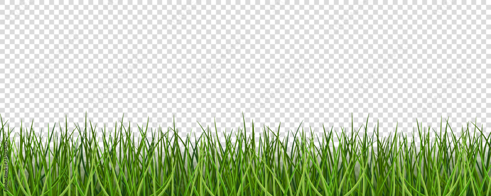 Vector realistic green grass border on transparent background. Grass ...