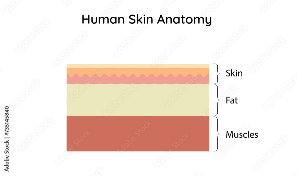 Anatomy of human Skin,Three main Layer,3,medical diagram, skin, fat ...