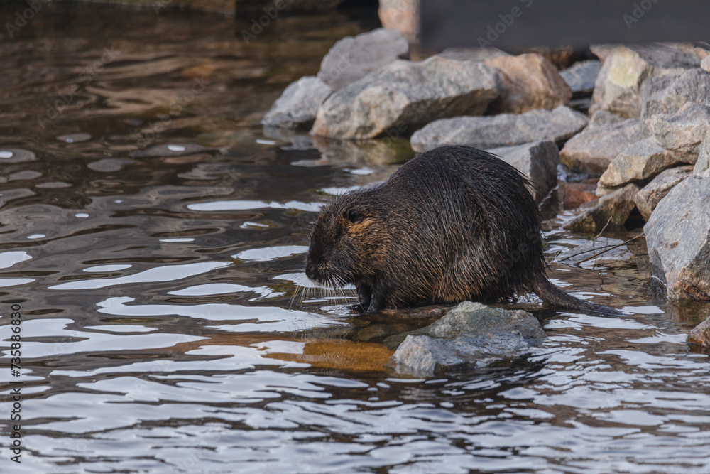 An adult nutria sits in the water near the river bank. Rodent, also ...