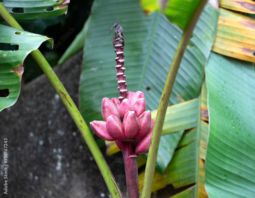 Pink banana (Musa velutina), Caribbean species of Bananas. Photo of the ...