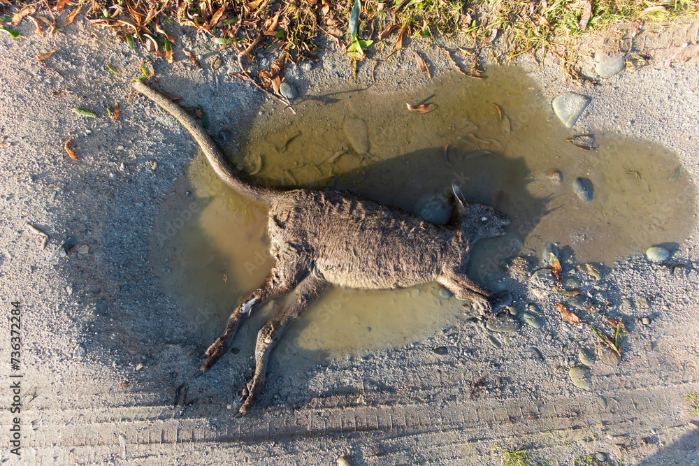 Photograph of a dead Bennetts Wallaby lying in a water puddle in the ...