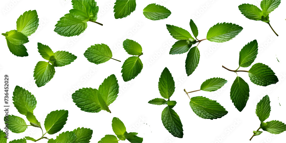 Fresh mint leaves pattern for background design, isolated on ...