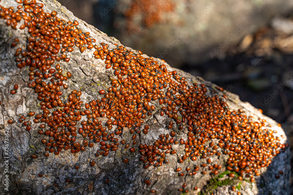 Mass of Convergent Ladybugs (Hippodamia convergens) in the winter ...