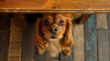Dog Under Table Free Stock Photo - Public Domain Pictures