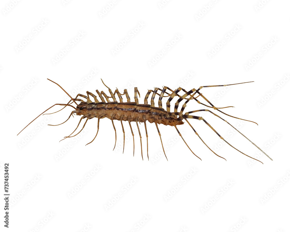 Scutigera coleoptrata | House Centipede | Common Pest Insect Bug ...