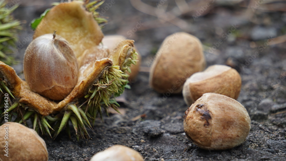 Castanea mollissima (Chinese chestnut, sarangan, berangan, Saninten ...