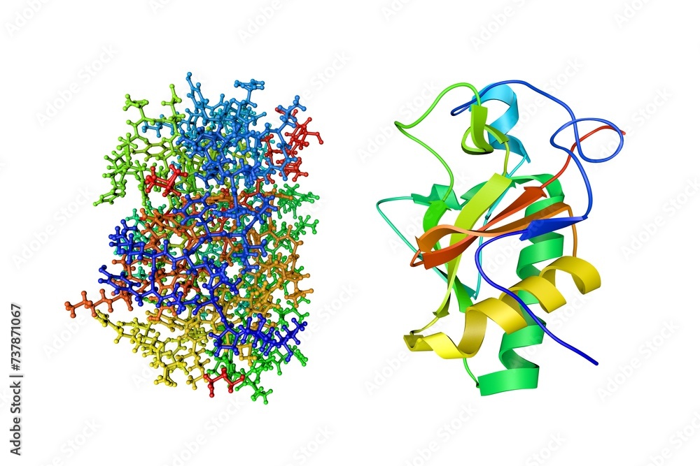 Illustration Stock Structure of human sonic hedgehog in complex with ...