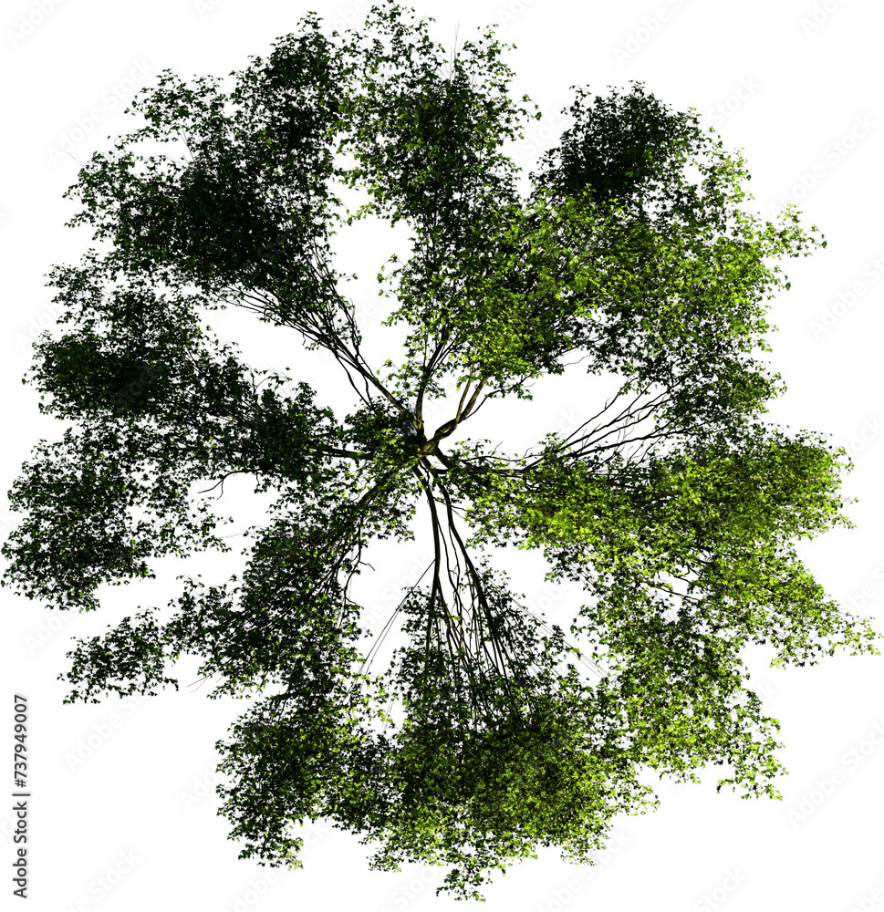 Realistic individual Trees top view for landscape plan isolated white ...