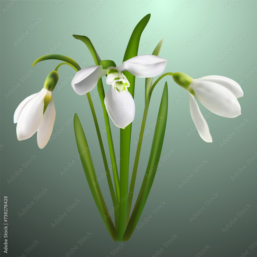 Early spring snowdrop first flowers realistic vector illustration. Cute ...