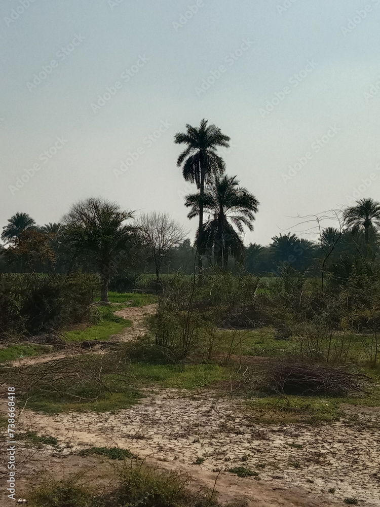 Phoenix dactylifera tree.Phoenix dactylifera plant.commonly known as ...