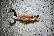 Canada Goose And Fish In Lake Free Stock Photo - Public Domain Pictures
