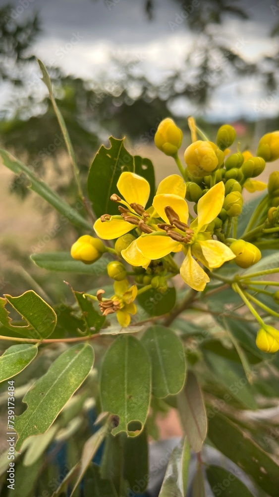 Siamese senna, Siamese cassia, Cassod tree, Thai copperpod (Senna ...