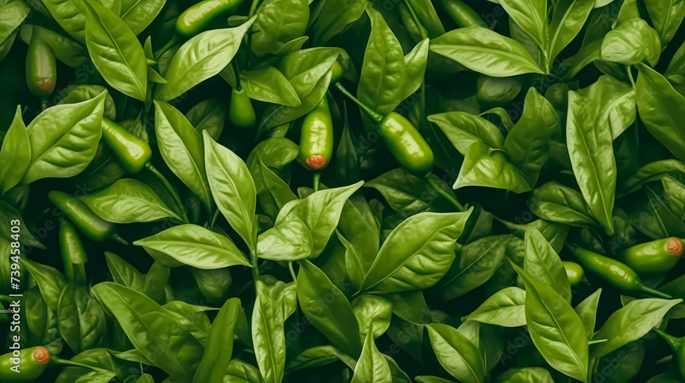 An aerial view captures bushes laden with ripening chili peppers, their ...