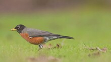 American Robin In Grass Close-up Free Stock Photo - Public Domain Pictures