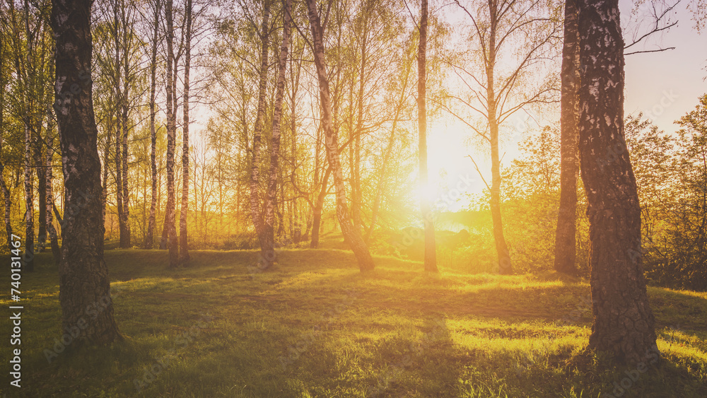 Sunset or sunrise in a spring birch forest with bright young foliage ...