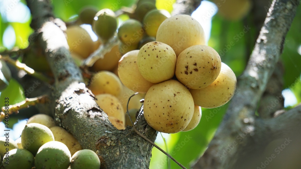 Lansium parasiticum (duku, langsat, kokosan, pisitan, celoring ...