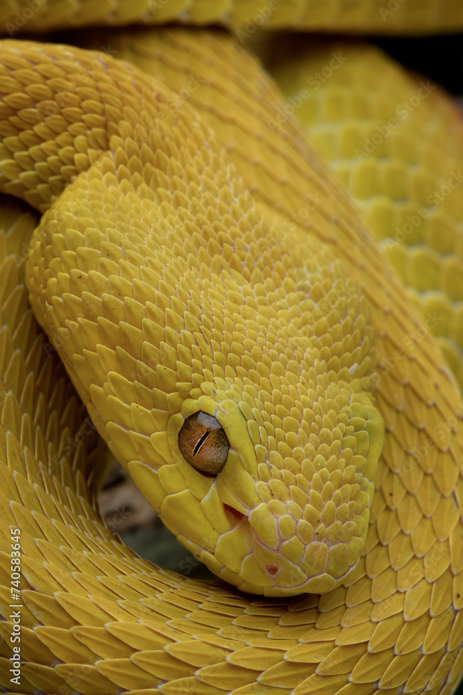 Closeup head of Yellow White Lipped Pit Viper - Trimeresurus insularis ...