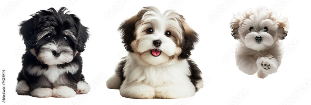 Set of Havanese Puppy Dogs: Happy, Sad, Running, Playing on Transparent ...