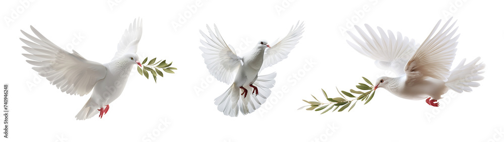 Flying white dove and olive branch. Symbol of peace. White Pigeon ...