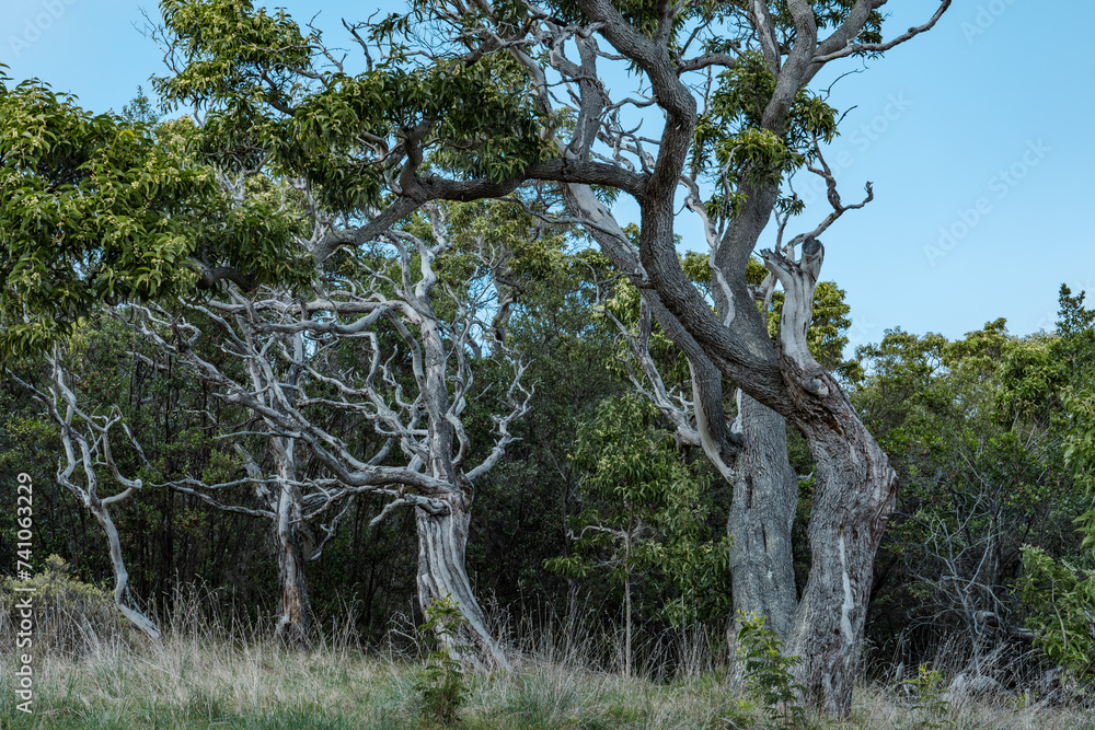 Acacia koa, commonly known as koa,[3] is a species of flowering tree in ...