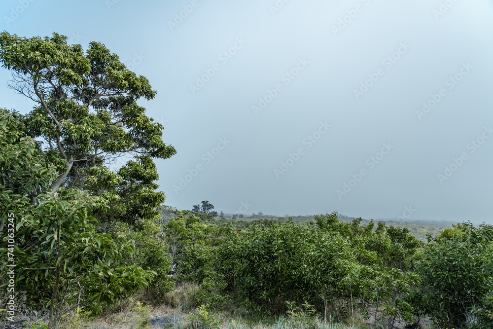 Acacia koa, commonly known as koa,[3] is a species of flowering tree in ...