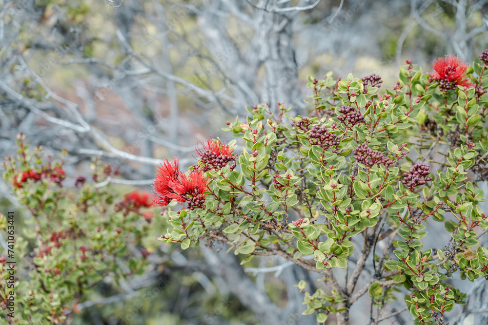 Metrosideros polymorpha, the ʻōhiʻa lehua, is a species of flowering ...