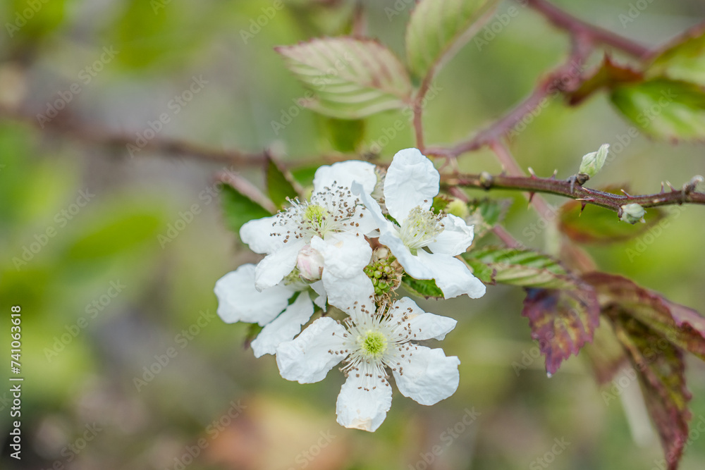 Rubus argutus is a North American species of prickly bramble in the ...