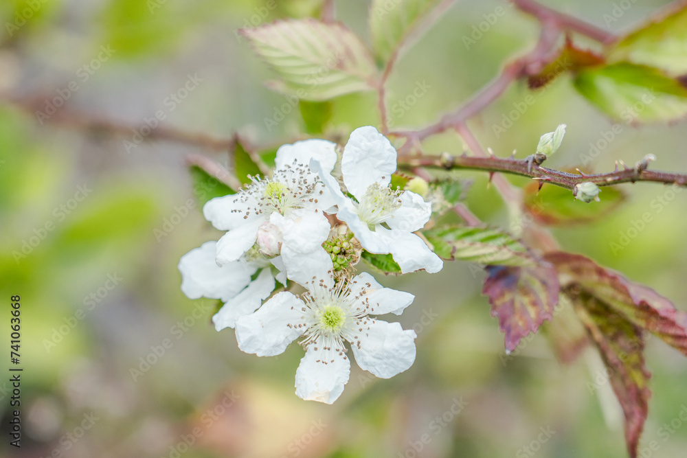 Rubus argutus is a North American species of prickly bramble in the ...