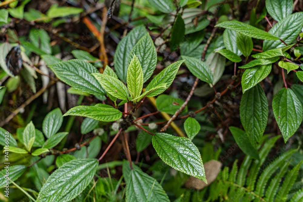 Pipturus albidus, māmaki ( waimea, for its resemblance to olomea ...