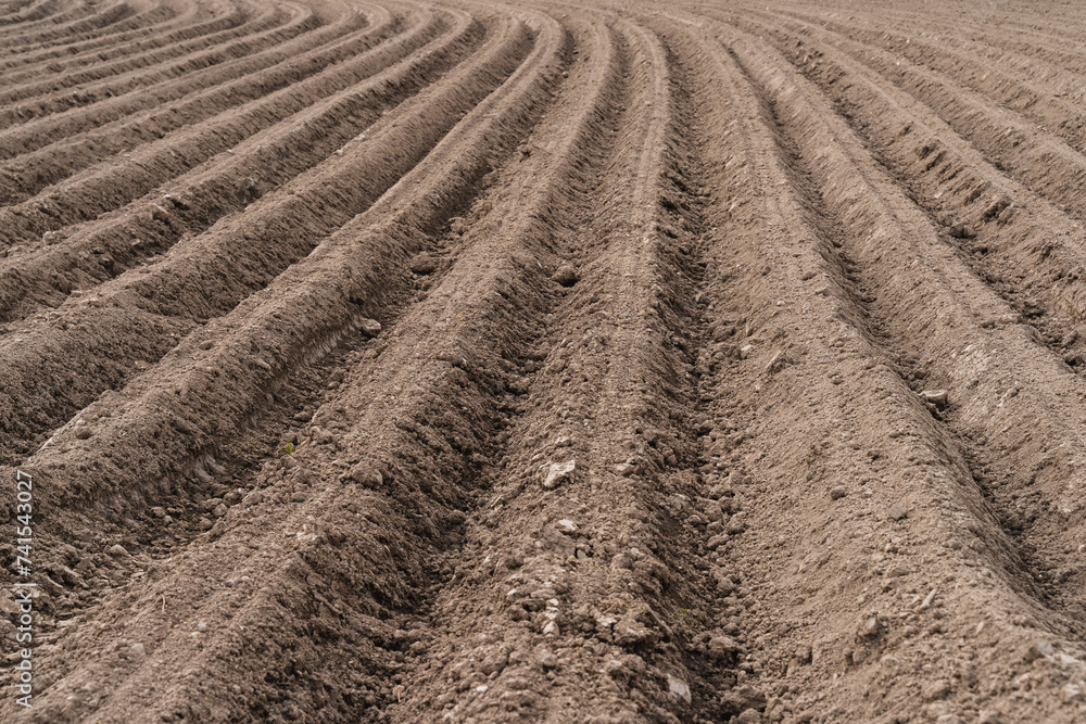 Agricultural field before planting at spring. Rows of soil prepared for ...