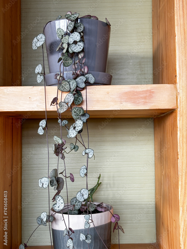 String of Hearts, Rosary Vine, Chain of Hearts, Hearts-on-a-string ...