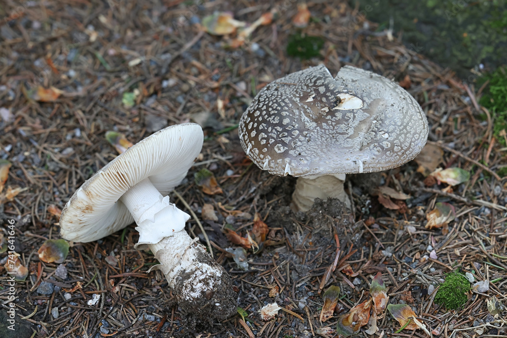 Grey Spotted Amanita, Amanita excelsa, also known as European False ...