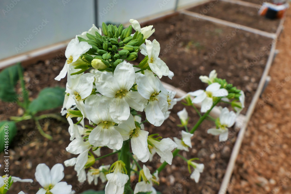 Chinese Broccoli, also known as Chinese Kale or Kailaan, left to flower ...