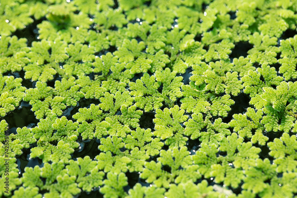 Azolla caroliniana or Mosquito fern, Water fern. It is a small aquatic ...