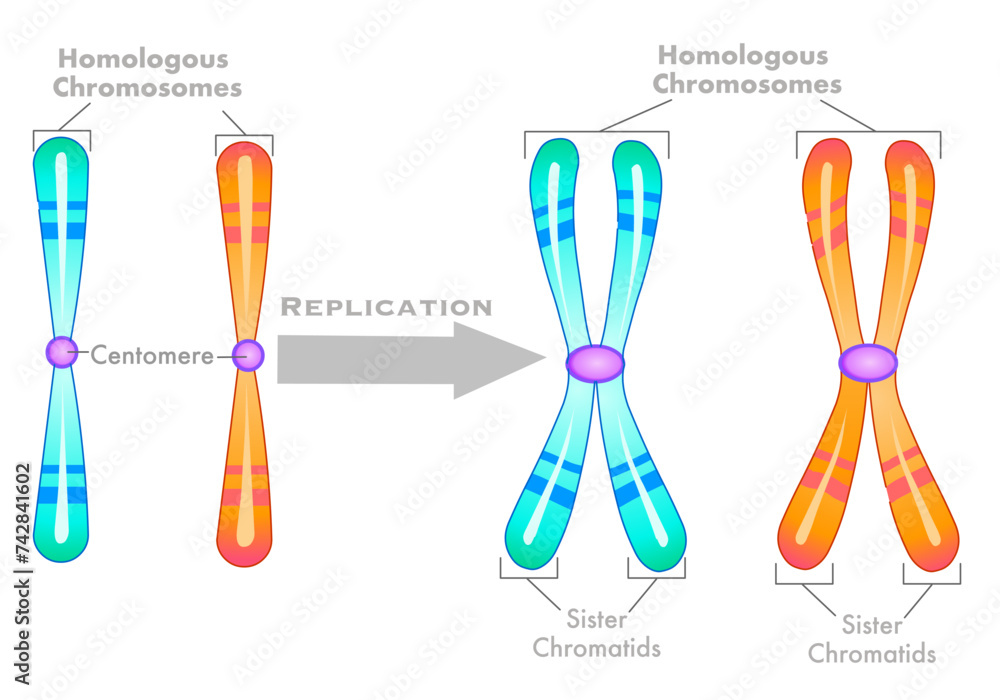 Homologous chromosomes replication diagram. Unduplicated single ... Homologous chromosomes replication diagram. Unduplicated single ...
