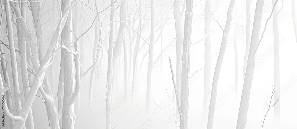 Stockfoto The black and white forest is dense and filled with tall ...