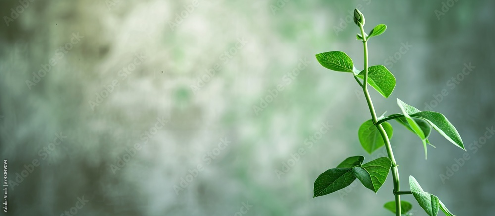 Mendel garden pea plant experiment Monohybrid cross illustration. with ...