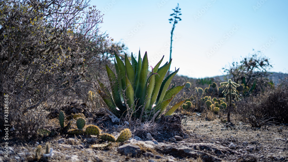 EL Altiplano de México, con sus plantas cactáceas tipicas de esta ...