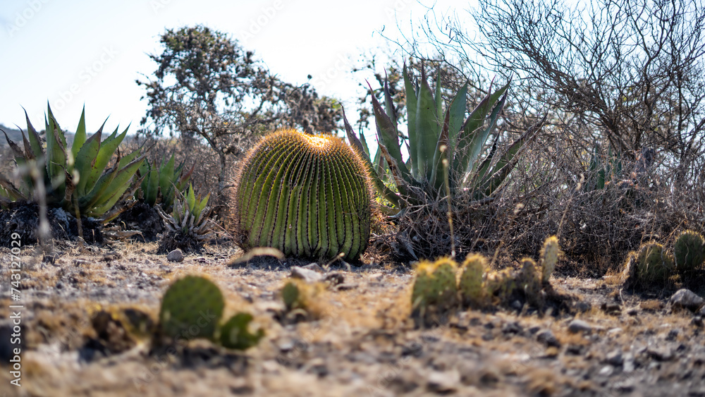 EL Altiplano de México, con sus plantas cactáceas tipicas de esta ...