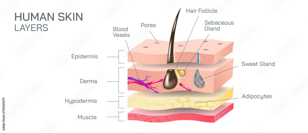 Stock-Vektorgrafik „Human skin layers vector illustration. epidermis ...